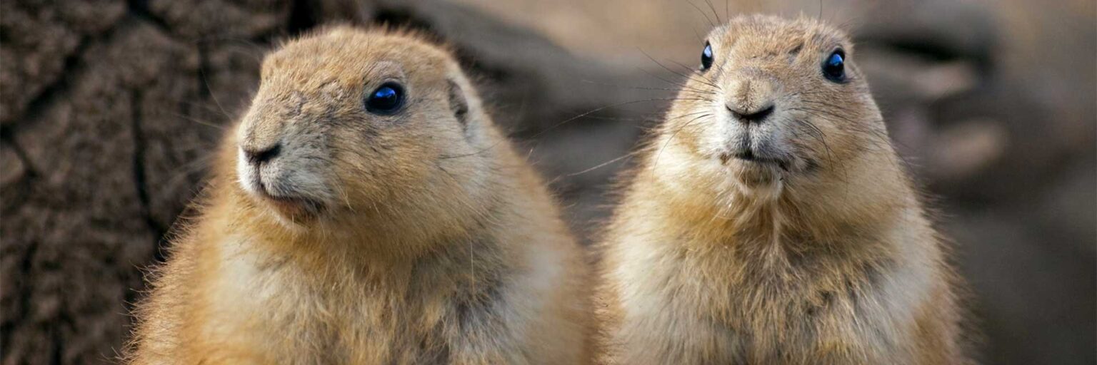Living with Prairie Dogs