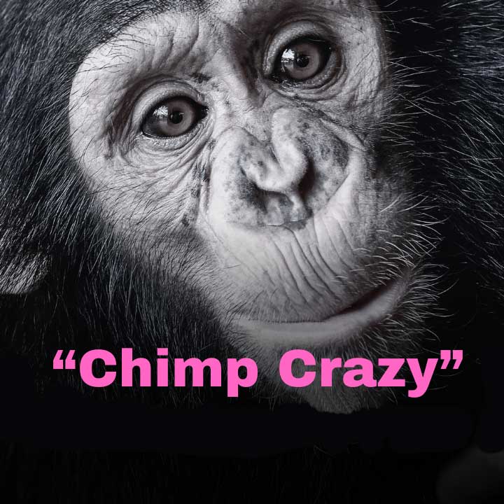 Chimp Crazy
